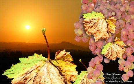 Verigo ismi nereden geliyor... - North Cyprus